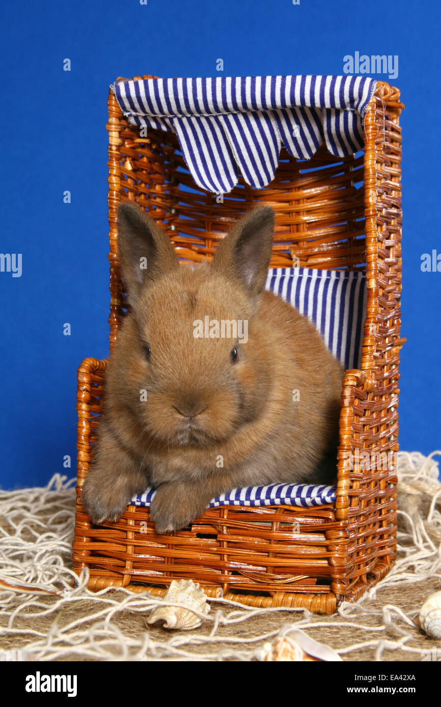 young dwarf rabbit Stock Photo - Alamy