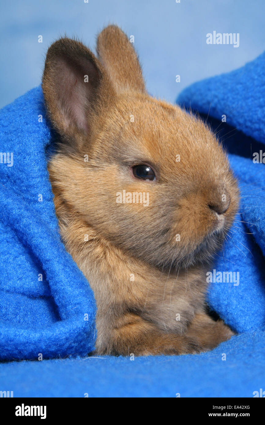 Baby rabbit cloth hi-res stock photography and images - Alamy
