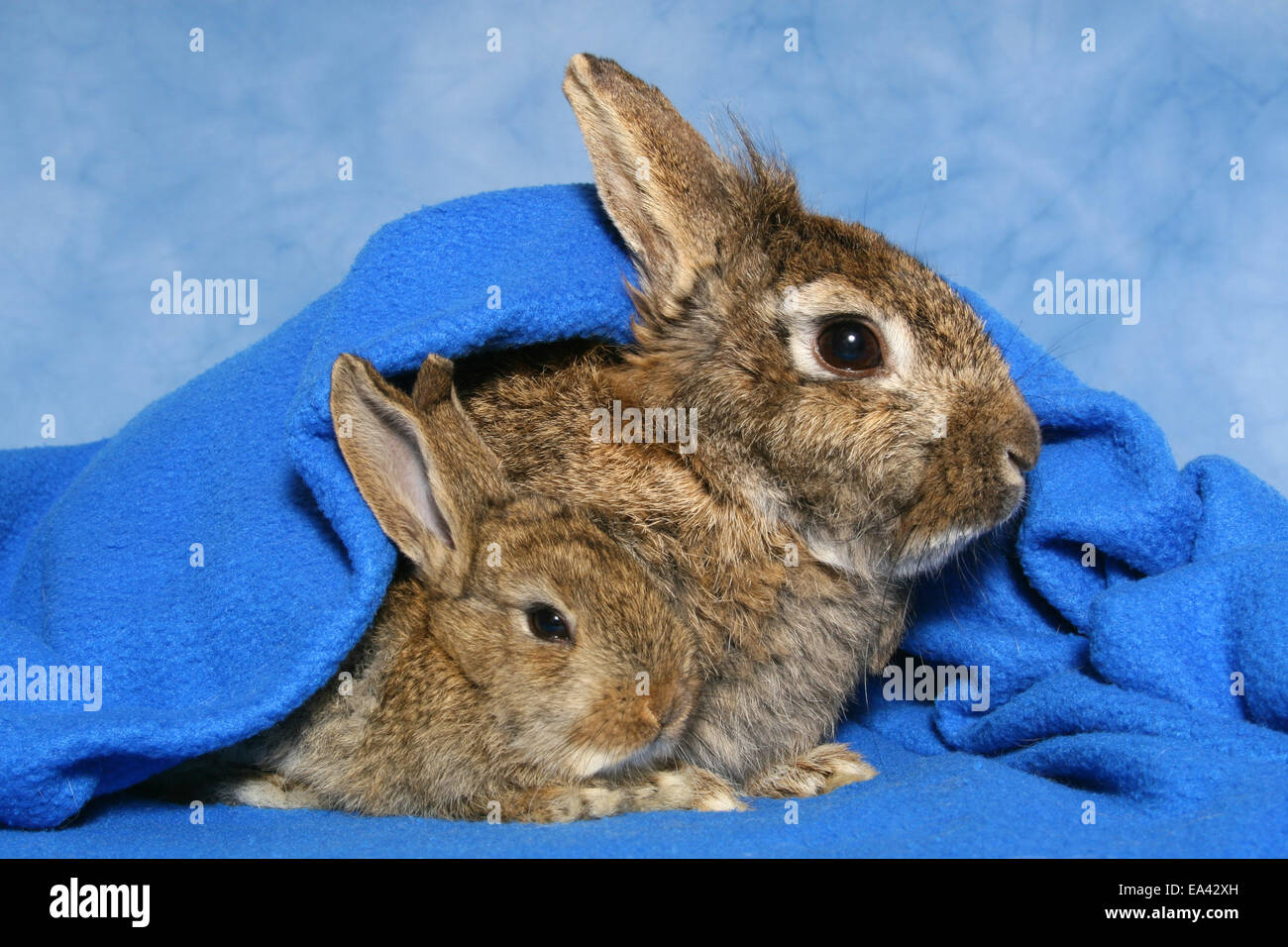 young dwarf rabbit Stock Photo - Alamy