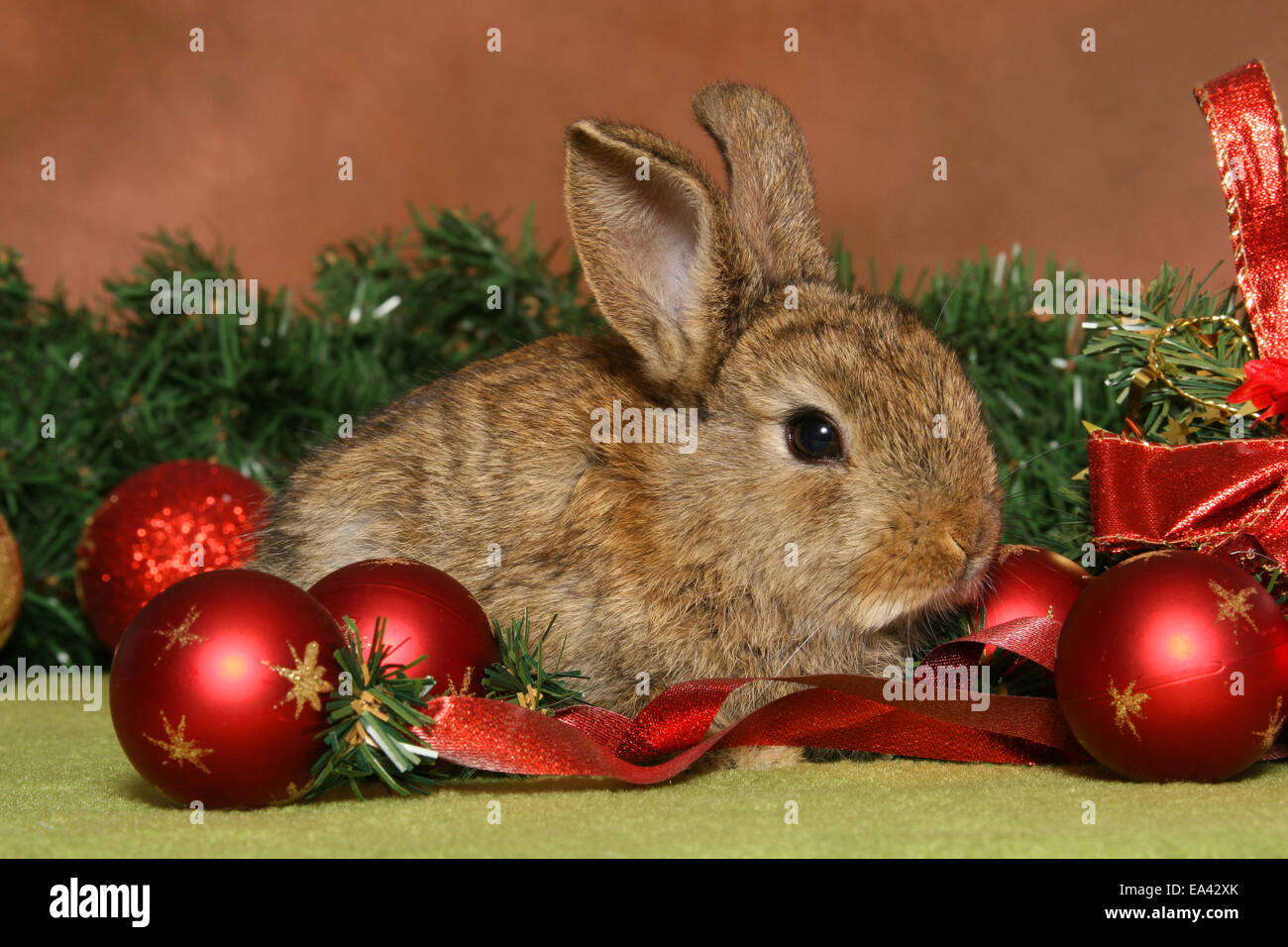 young dwarf rabbit Stock Photo - Alamy