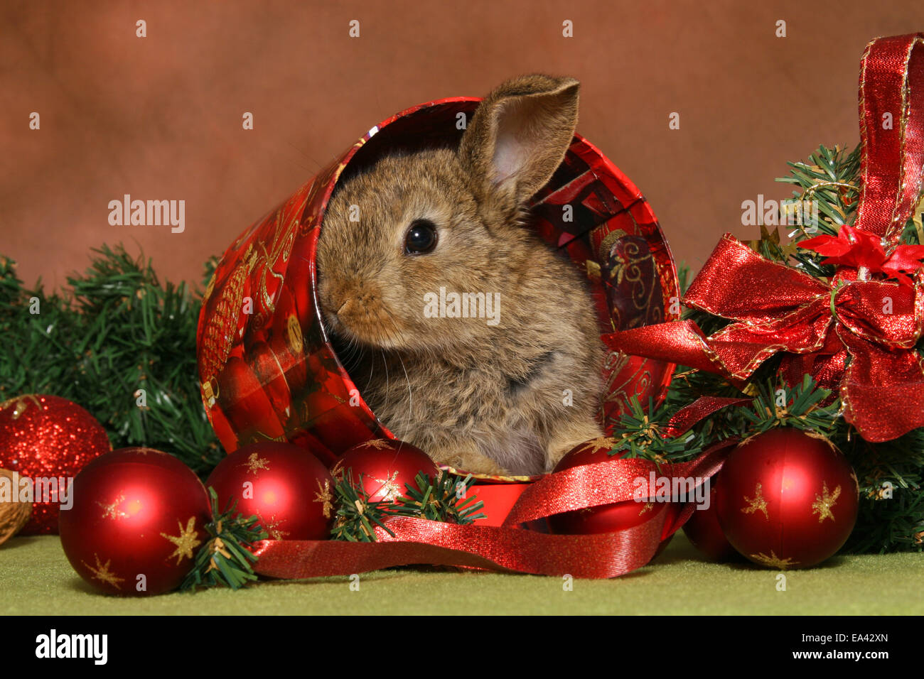 young dwarf rabbit Stock Photo - Alamy