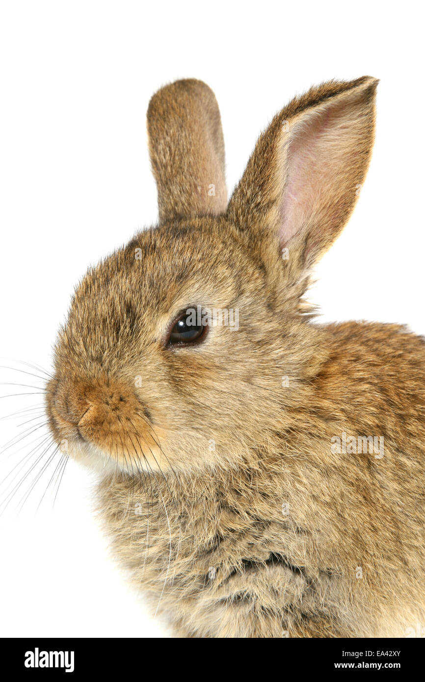 young dwarf rabbit Stock Photo - Alamy