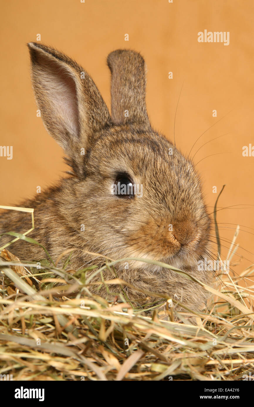 young dwarf rabbit Stock Photo - Alamy
