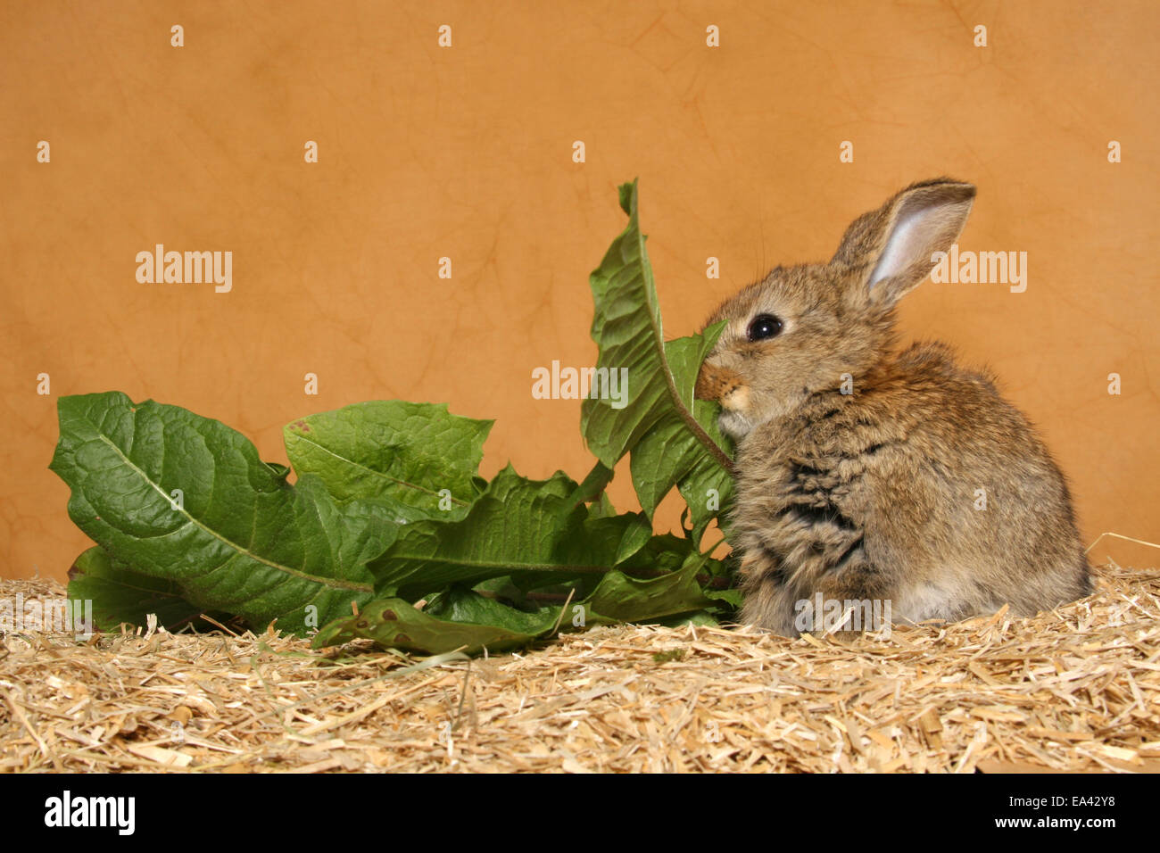 Baby rabbit eating hi-res stock photography and images - Alamy