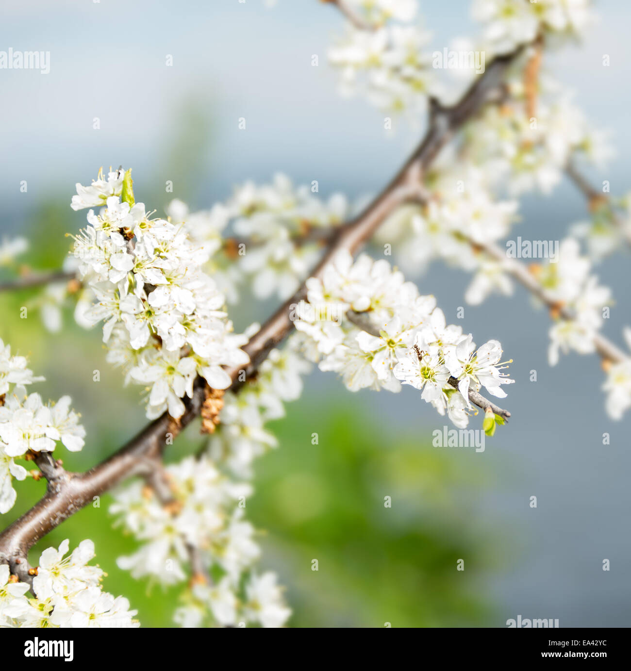 White square on tree hi-res stock photography and images - Alamy