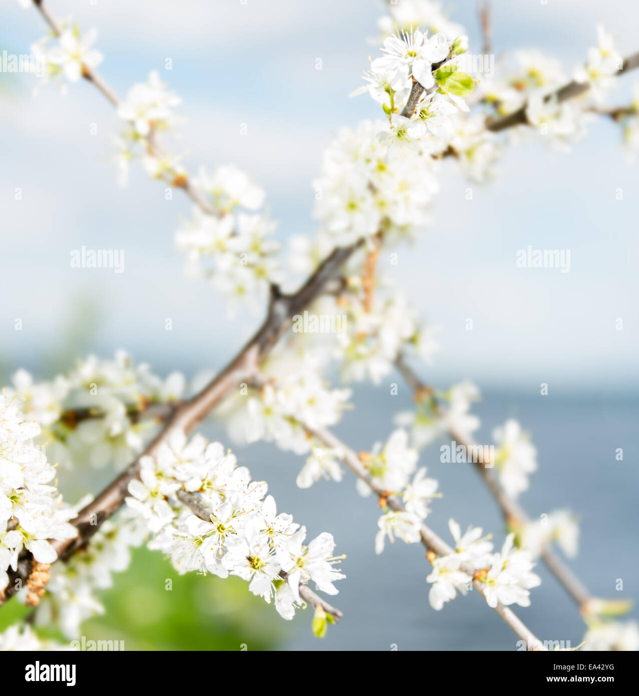 Flowers on tree branch square frame Stock Photo - Alamy