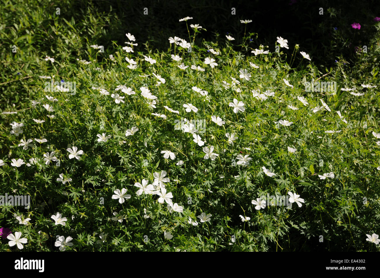 Geranium sanguineum ‘album’ hi-res stock photography and images - Alamy