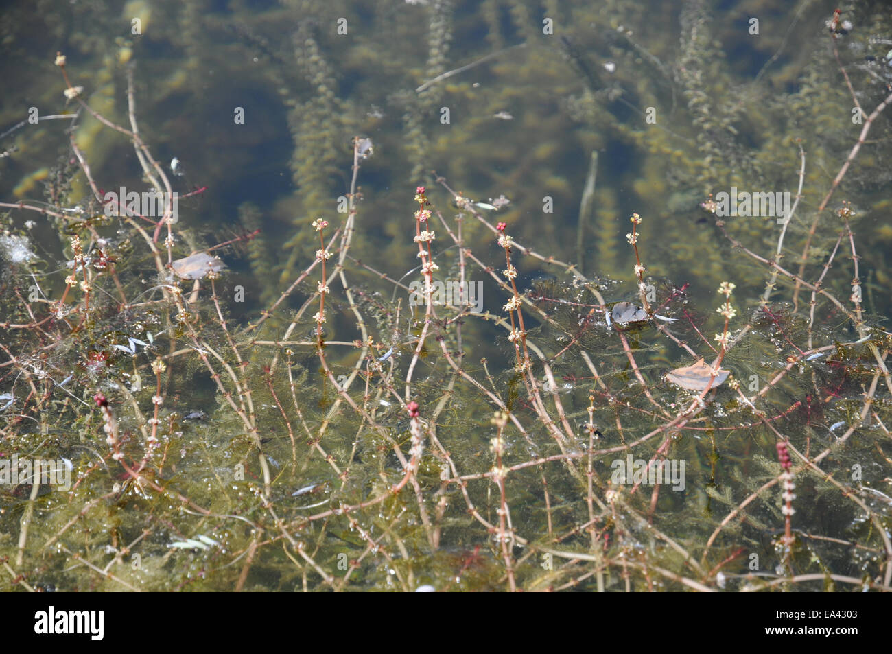 Eurasian watermilfoil hi-res stock photography and images - Alamy