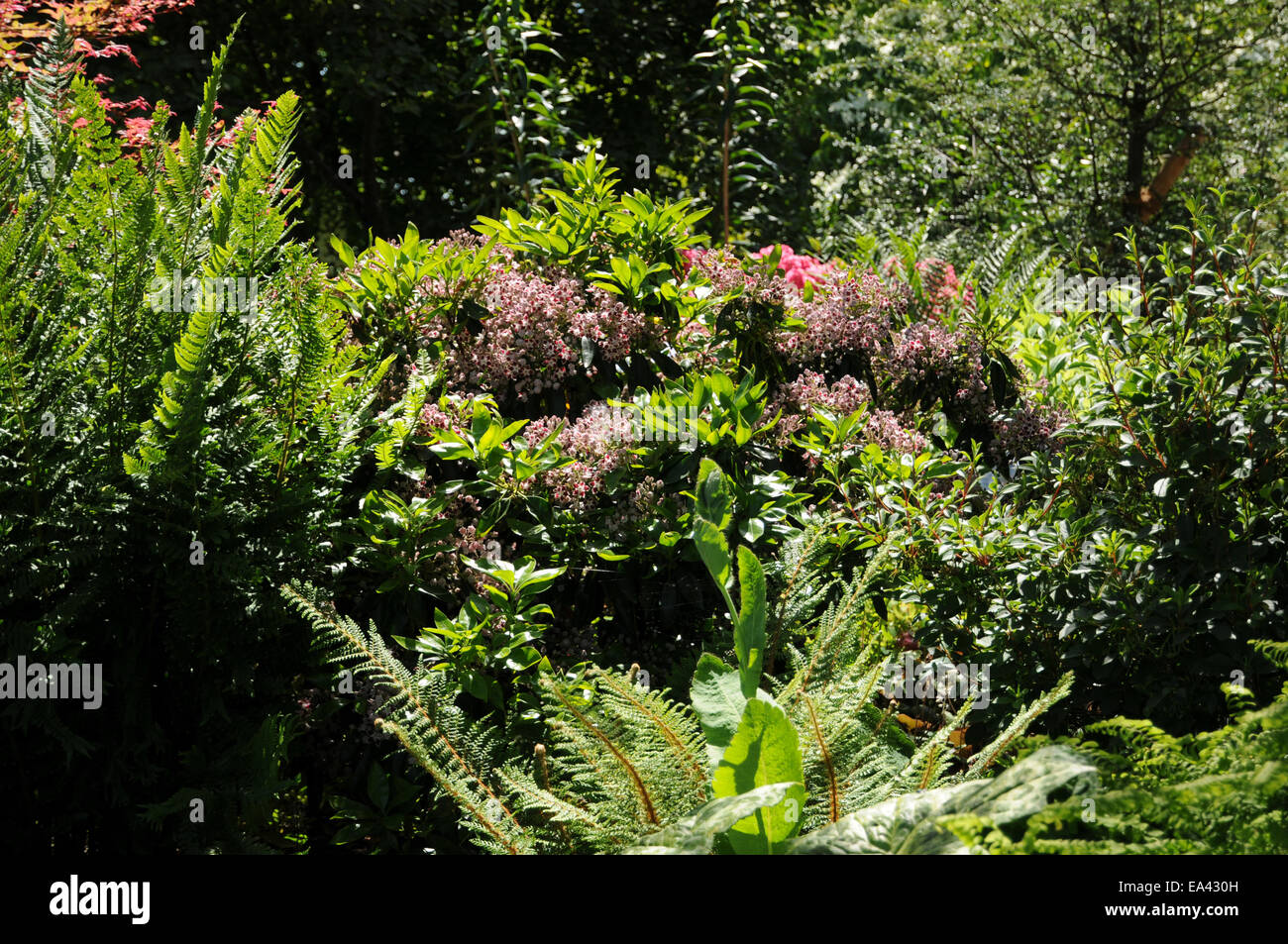 Calmia hi-res stock photography and images - Alamy