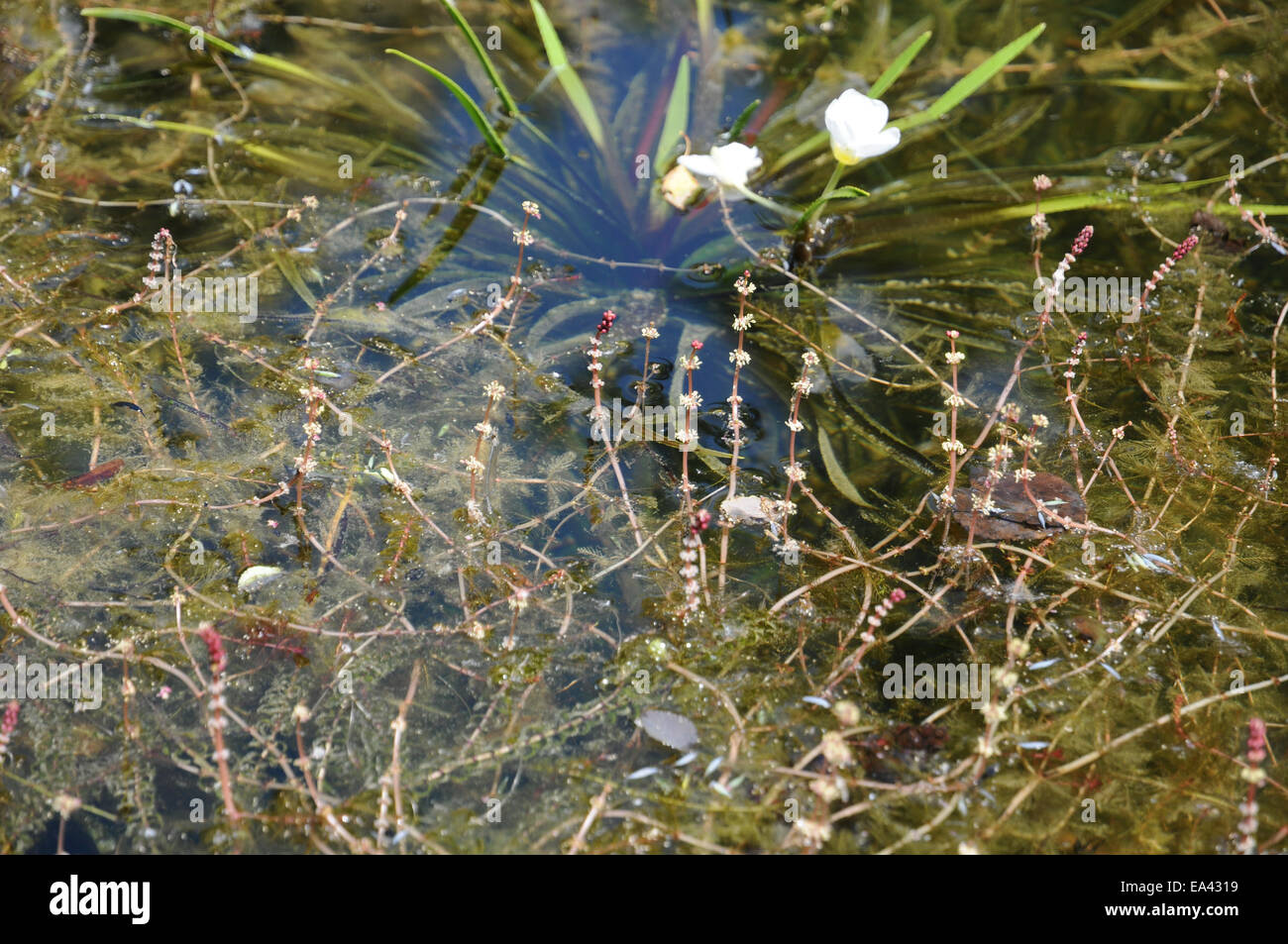 Eurasian Watermilfoil High Resolution Stock Photography and Images - Alamy