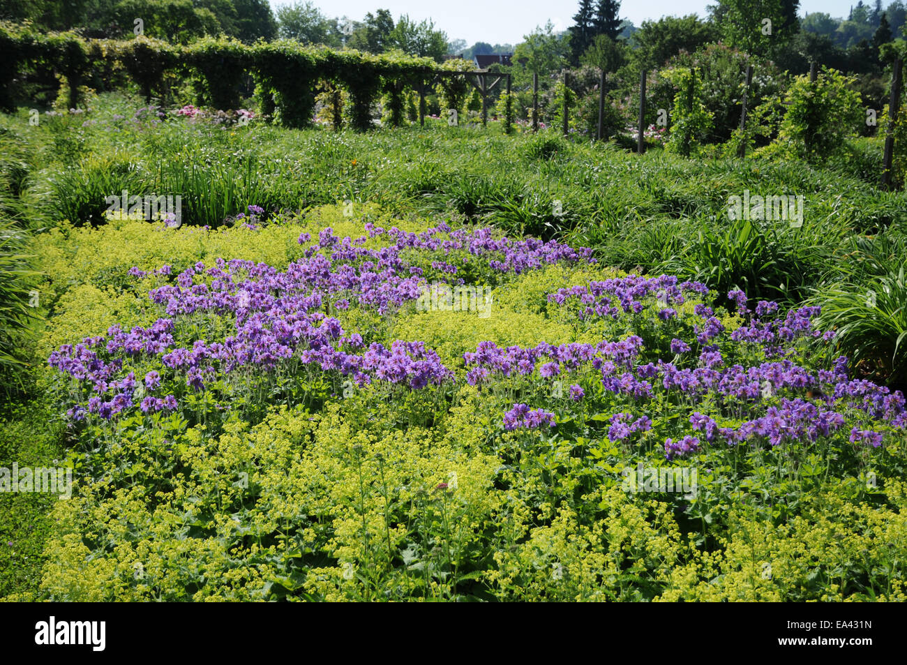 Alchemilla Mollis Geranium High Resolution Stock Photography and Images ...