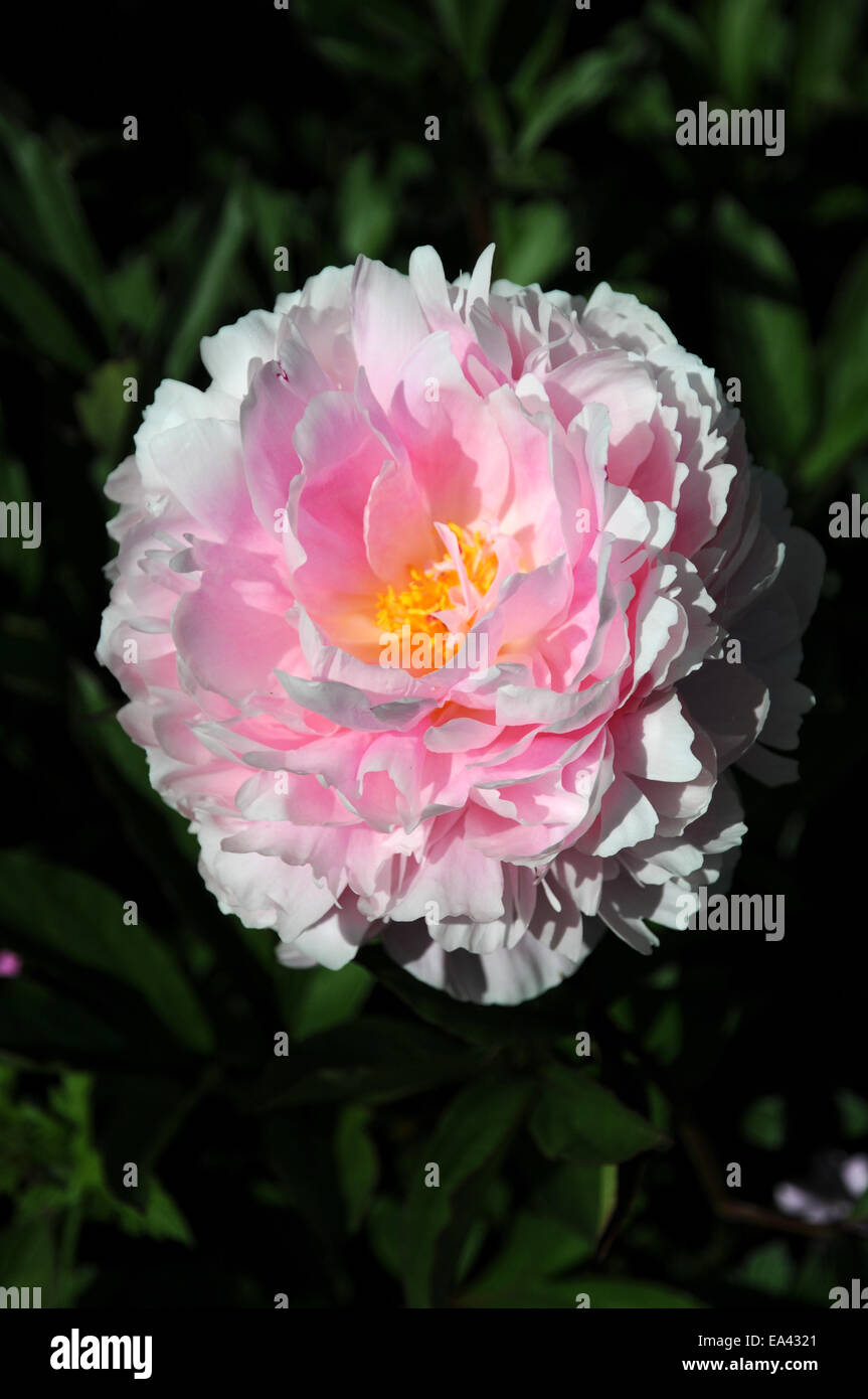 Chinese peony hi-res stock photography and images - Alamy