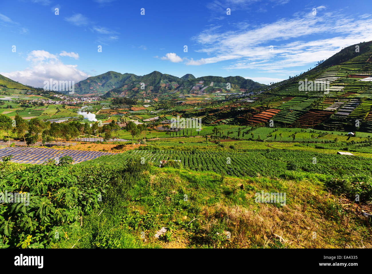 Field in Java Stock Photo - Alamy