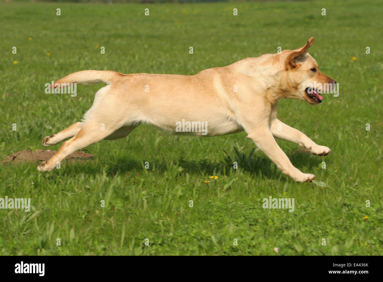 running Labrador Retriever Stock Photo - Alamy