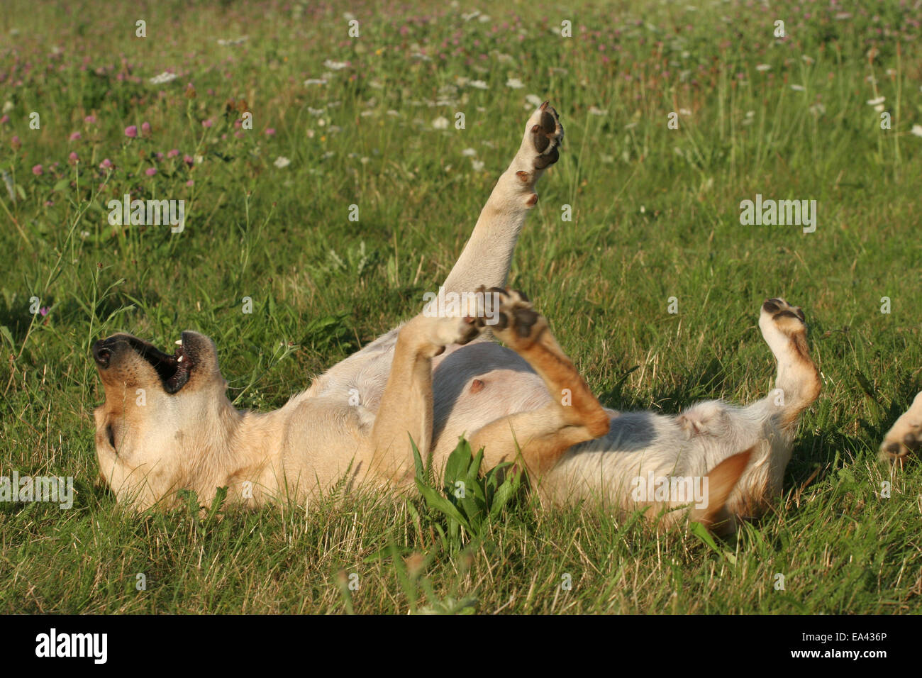 rolling Labrador Retriever Stock Photo - Alamy