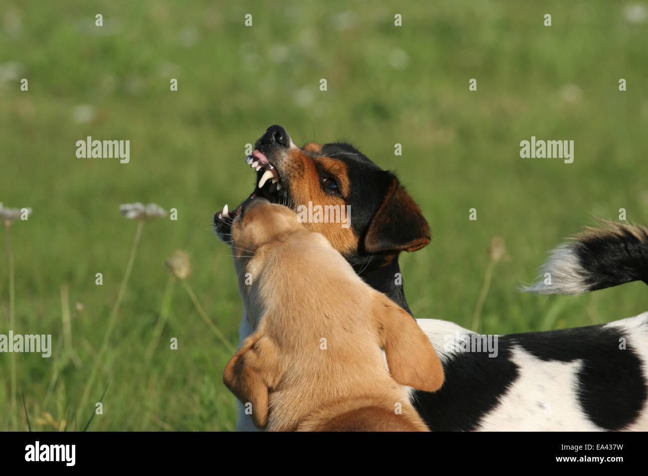 Jack Russell Terrier & Labrador Retriever Stock Photo - Alamy