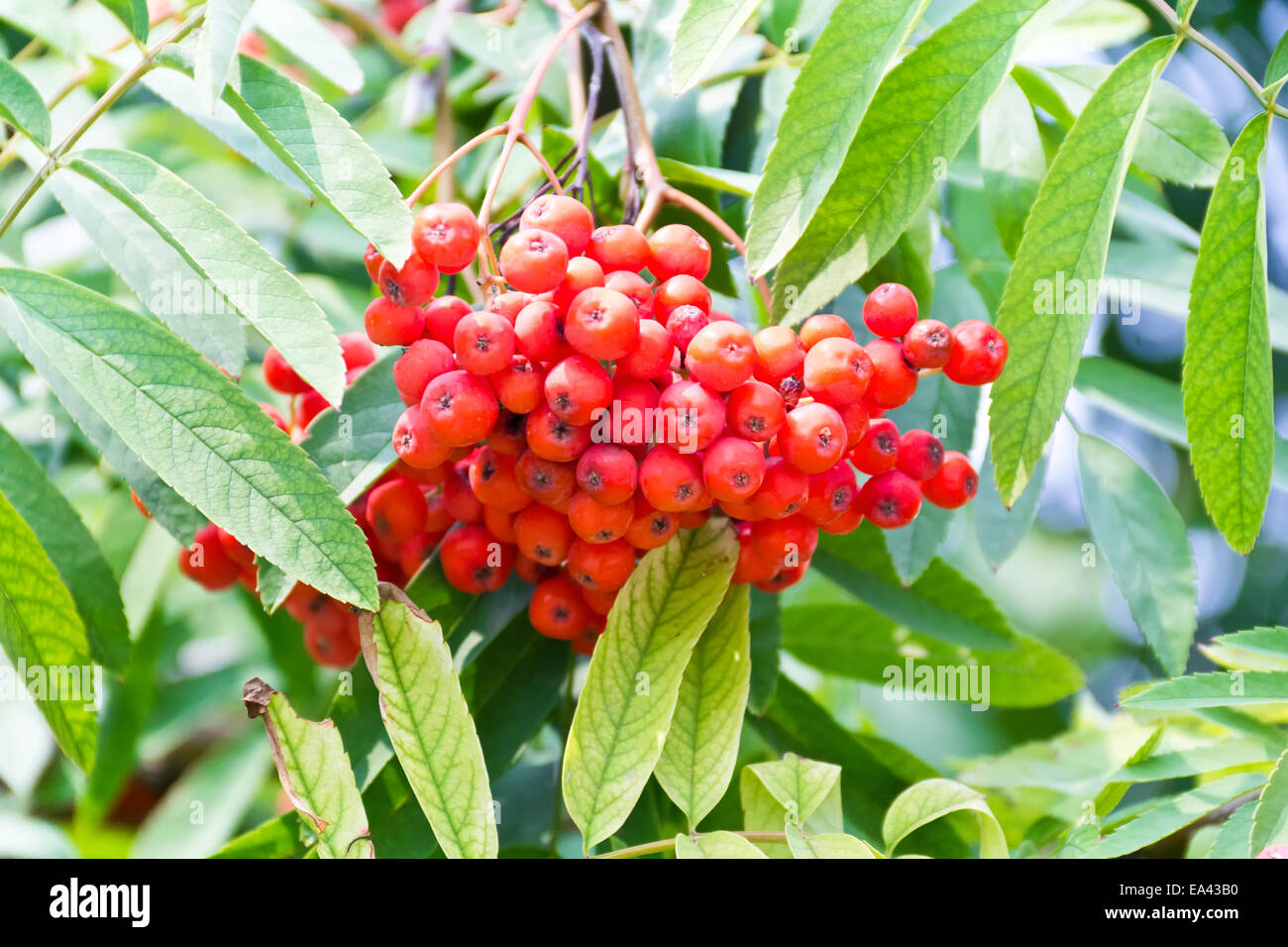 Rowanberry twig hi-res stock photography and images - Alamy