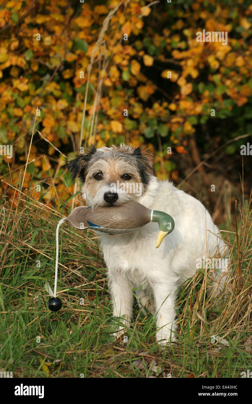Parson Russell Terrier Stock Photo - Alamy