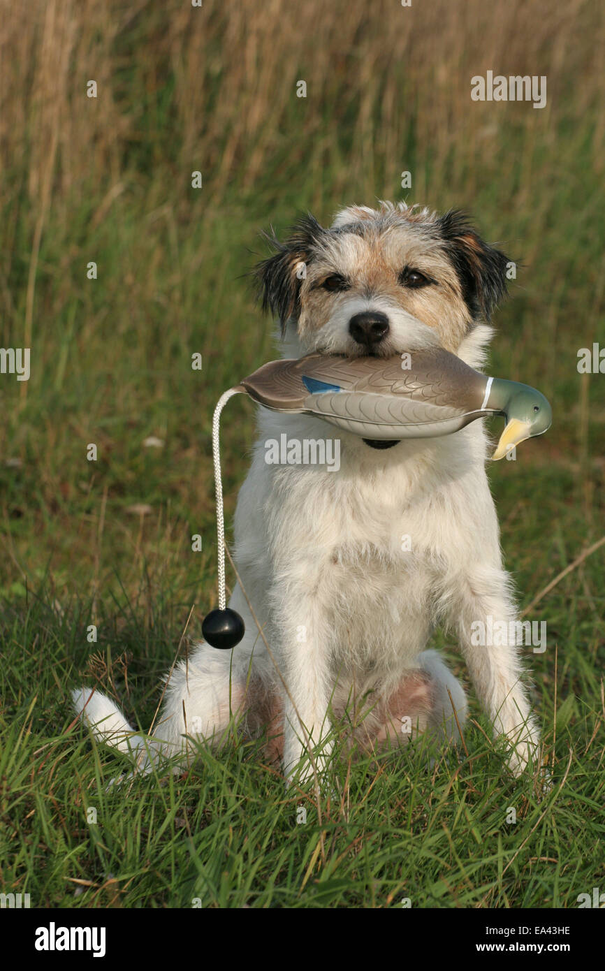 Parson Russell Terrier Stock Photo - Alamy