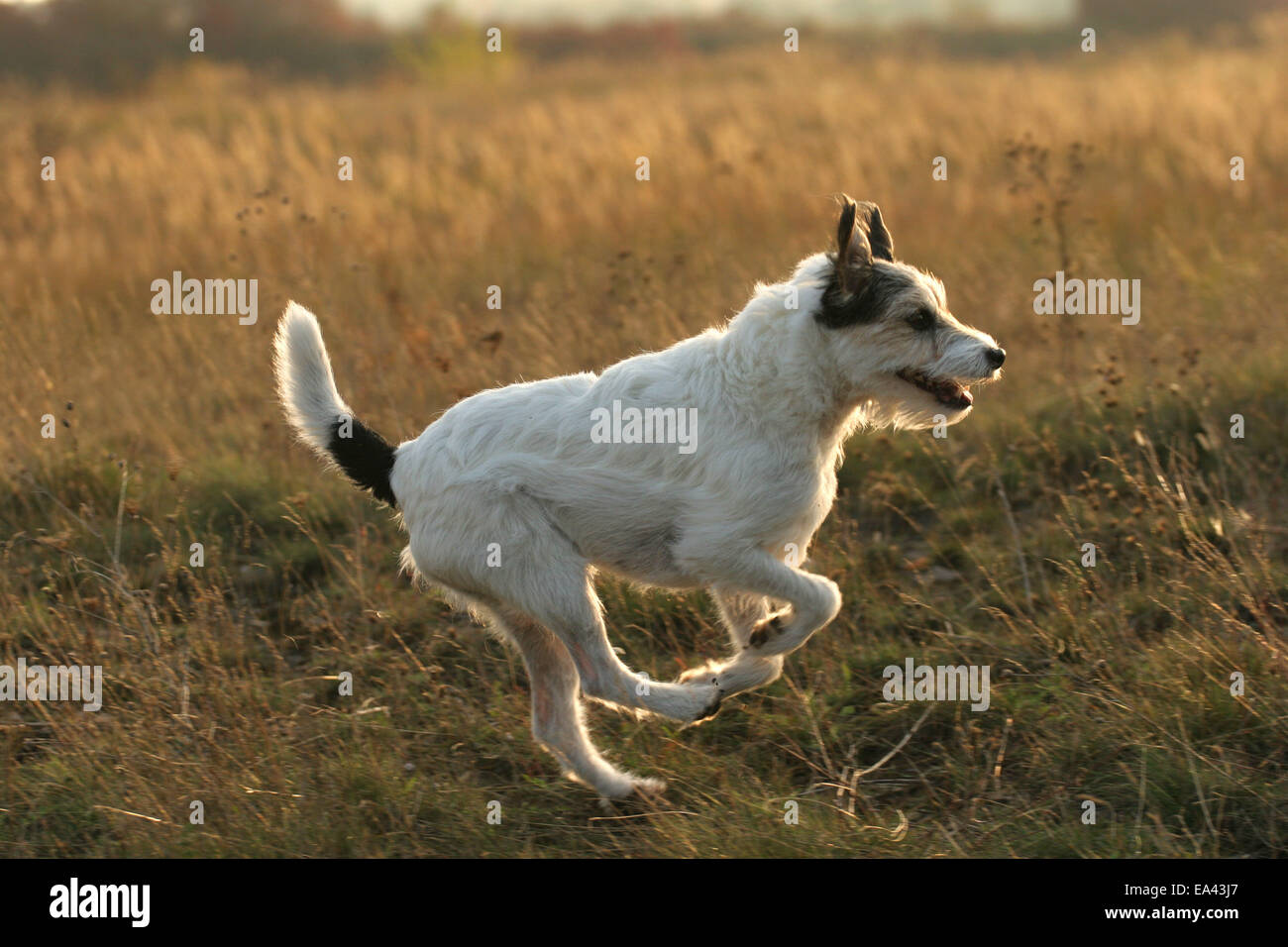 running Parson Russell Terrier Stock Photo - Alamy