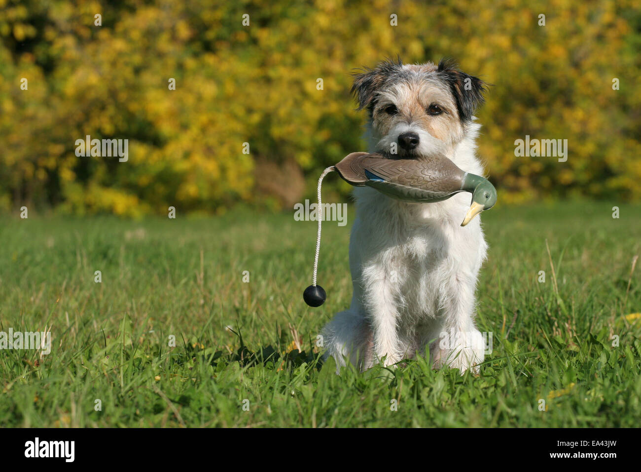 Parson Russell Terrier Stock Photo - Alamy