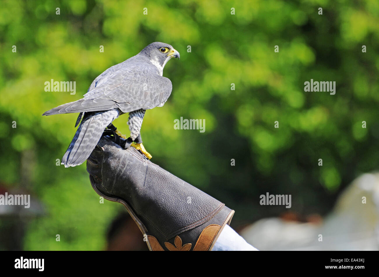 Peregrine Falcon on falconers hand, Germany Stock Photo - Alamy