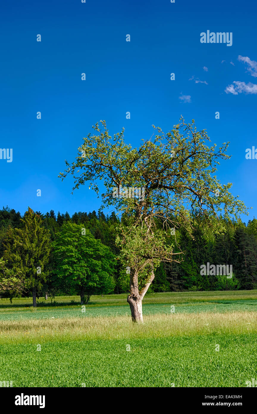 Green landscape hi-res stock photography and images - Alamy