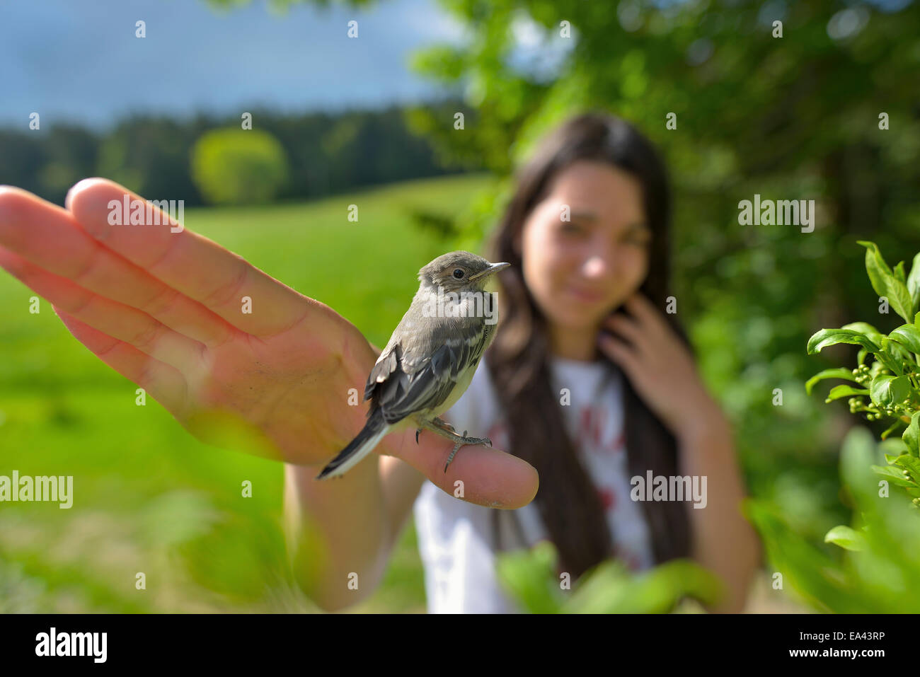 Releasing bird hi-res stock photography and images - Alamy
