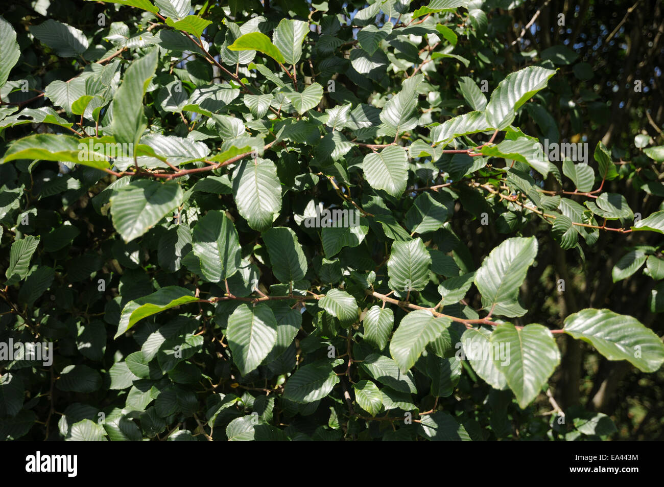 Alder shrubs hi-res stock photography and images - Alamy