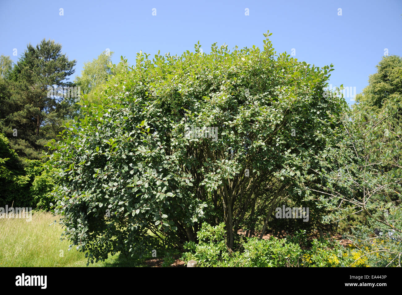 Alder pollen hi-res stock photography and images - Alamy