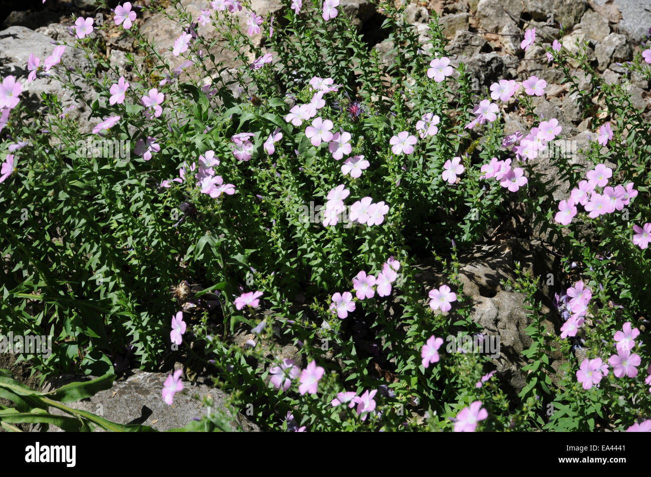Sticky flowers hi-res stock photography and images - Alamy