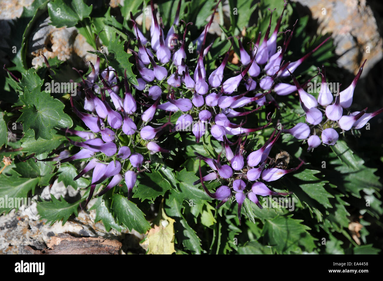 Tufted horned rampion hi-res stock photography and images - Alamy