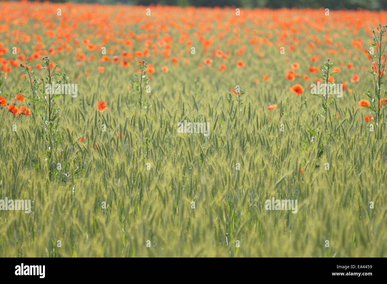 Rye grass hi-res stock photography and images - Alamy