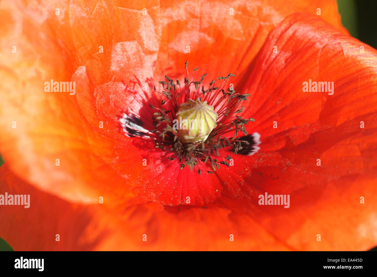 Field of wild poppy flowers hi-res stock photography and images - Alamy