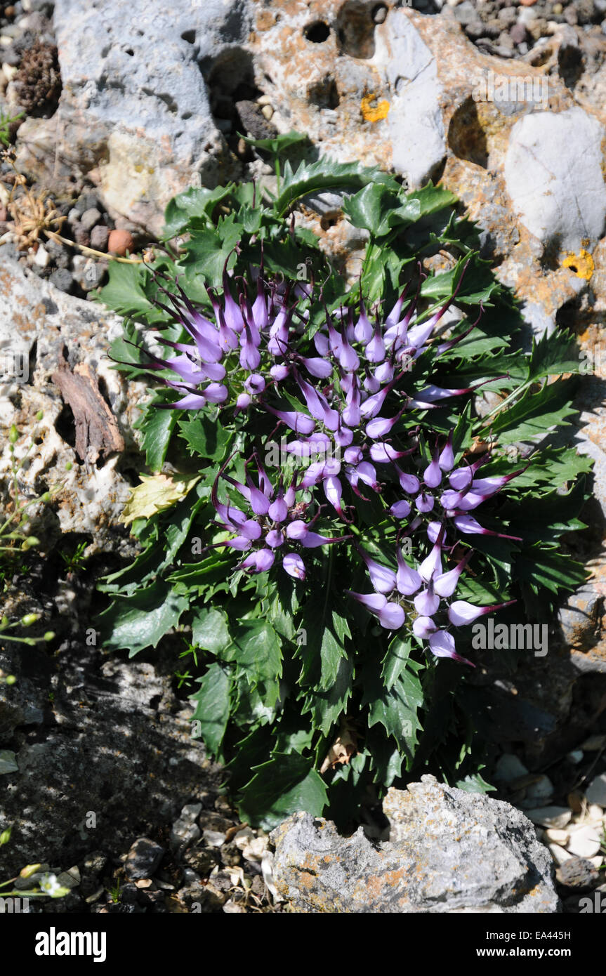 Tufted horned rampion Stock Photo - Alamy