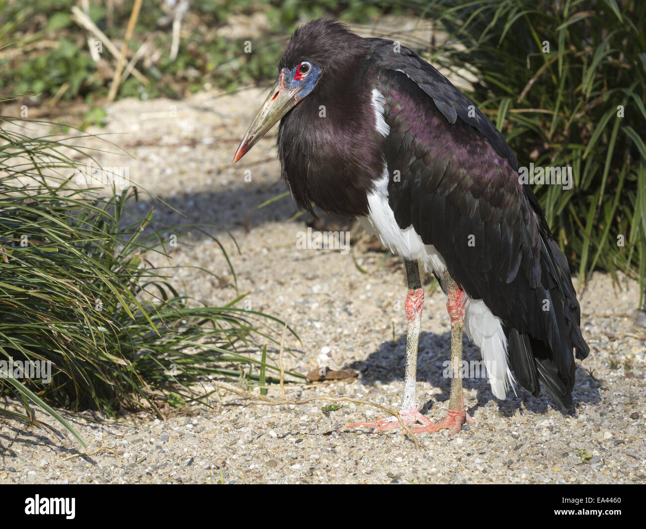 Regenstorch hi-res stock photography and images - Alamy