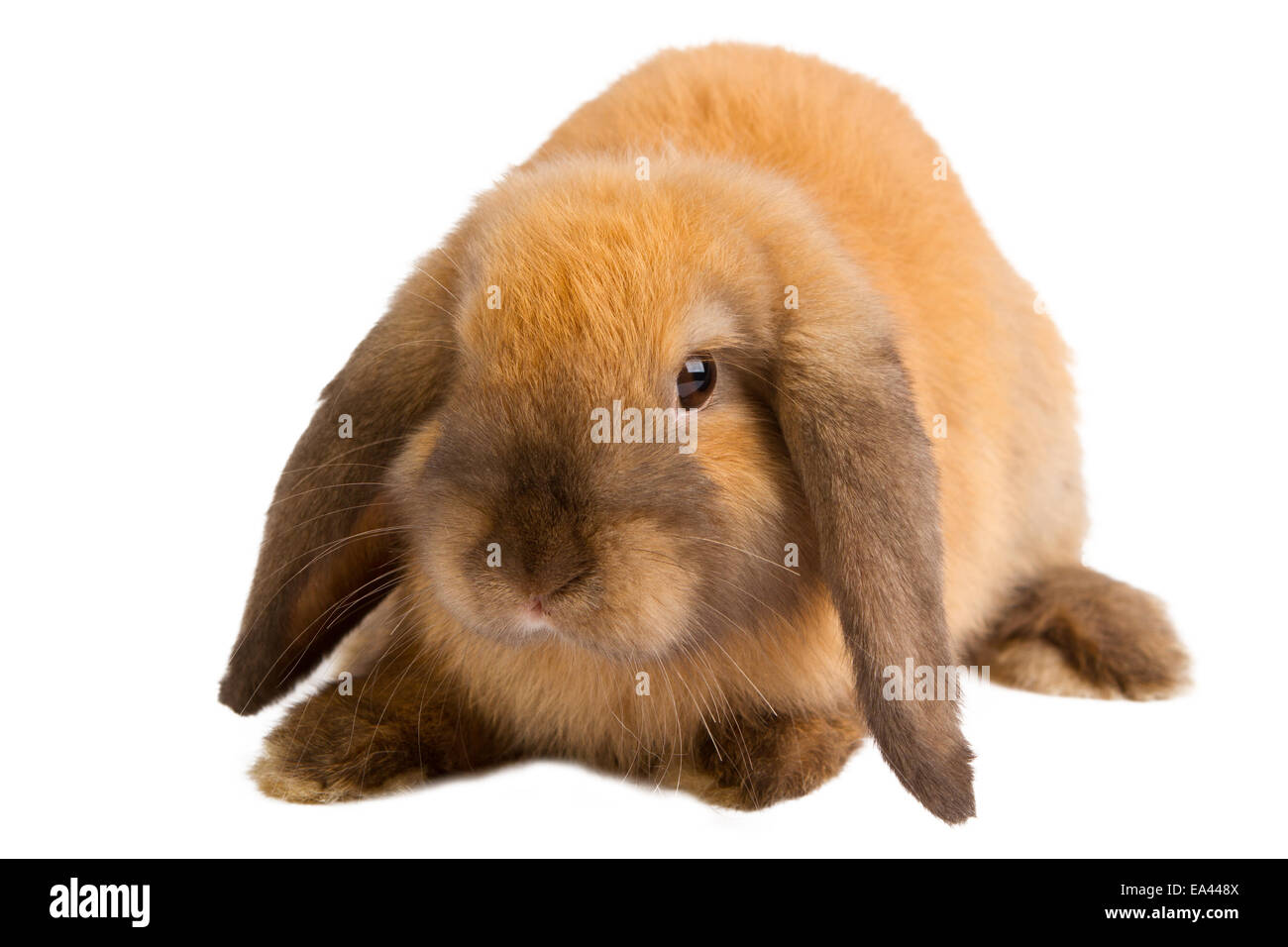 Newborn baby rabbits hi-res stock photography and images - Alamy