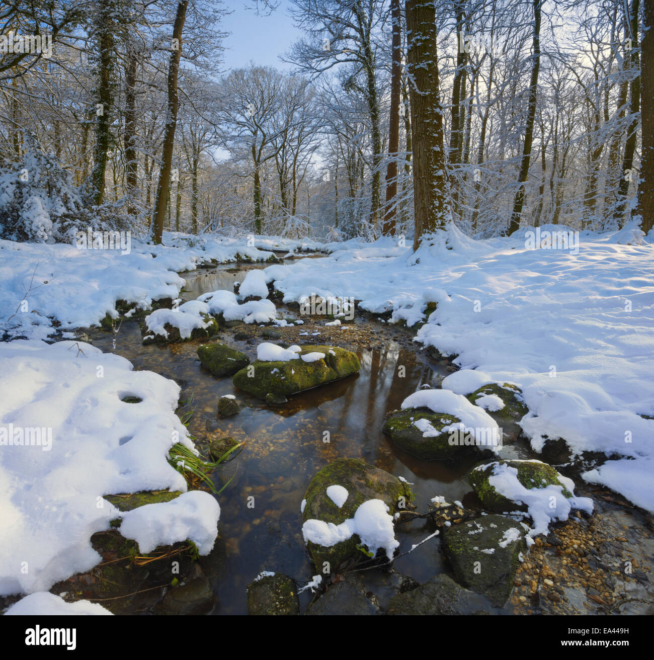 Shallow stream running through snow covered woodland in South Wales ...