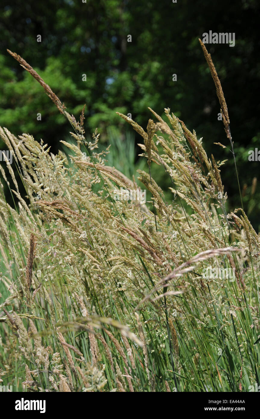 Yorkshire fog grass hi-res stock photography and images - Alamy