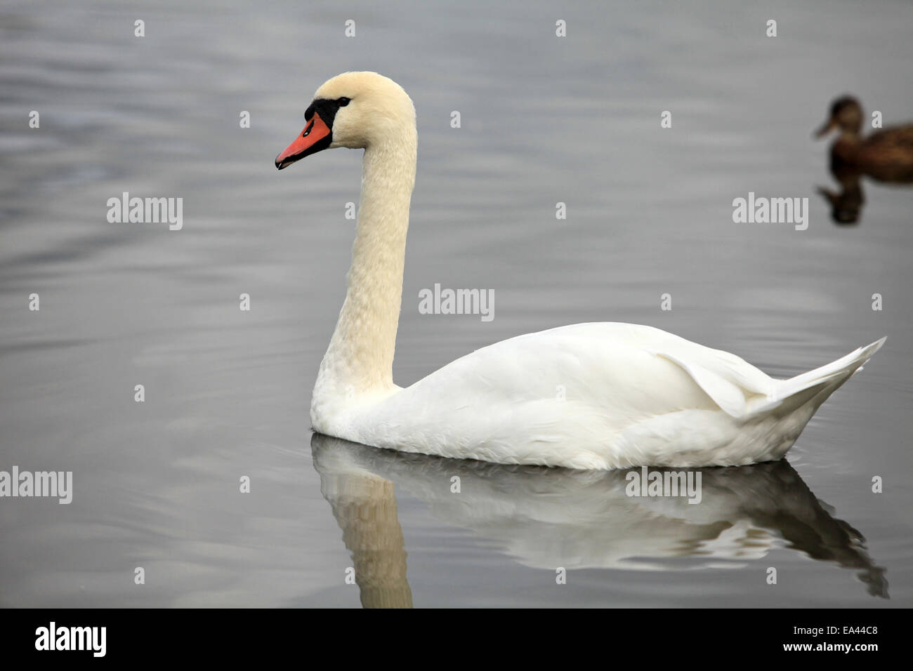 Swan angel hi-res stock photography and images - Alamy