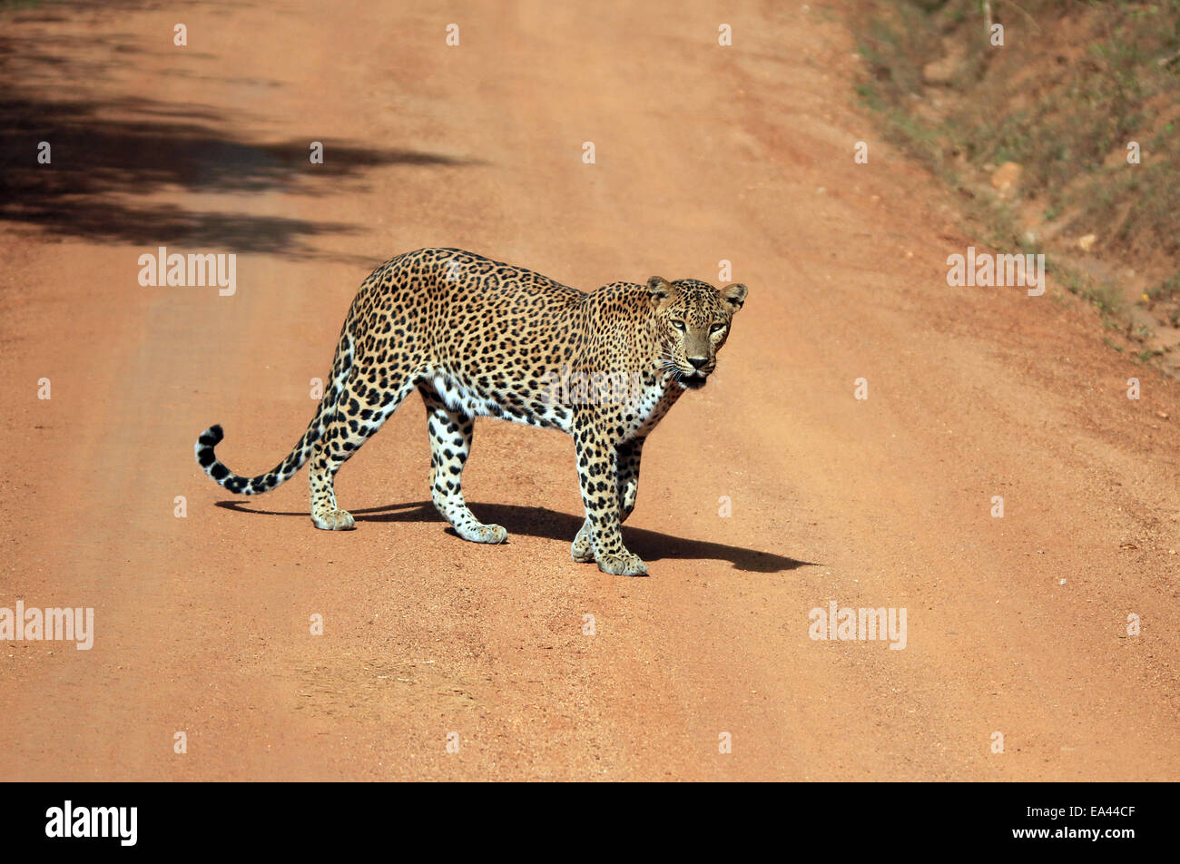 Ceylon leopard hi-res stock photography and images - Alamy