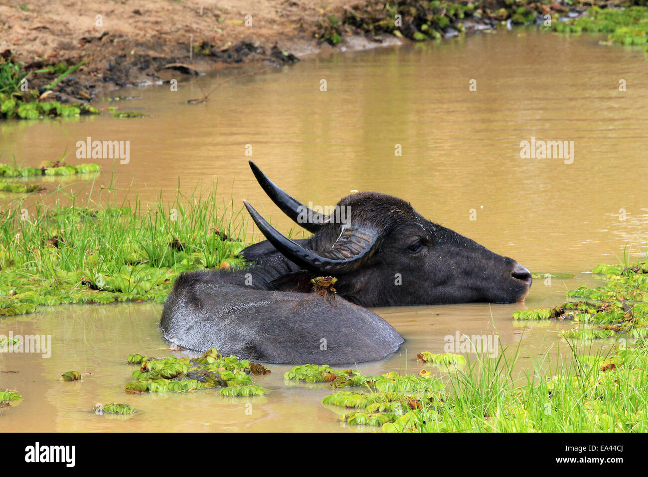 Buffalo lankan hi-res stock photography and images - Alamy