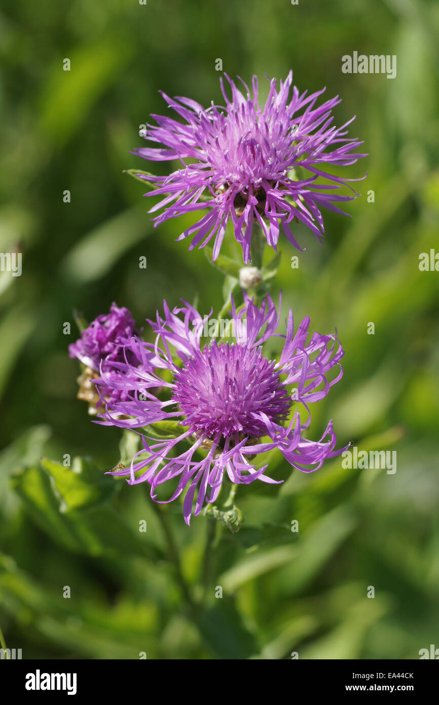 Brownray knapweeds hi-res stock photography and images - Alamy