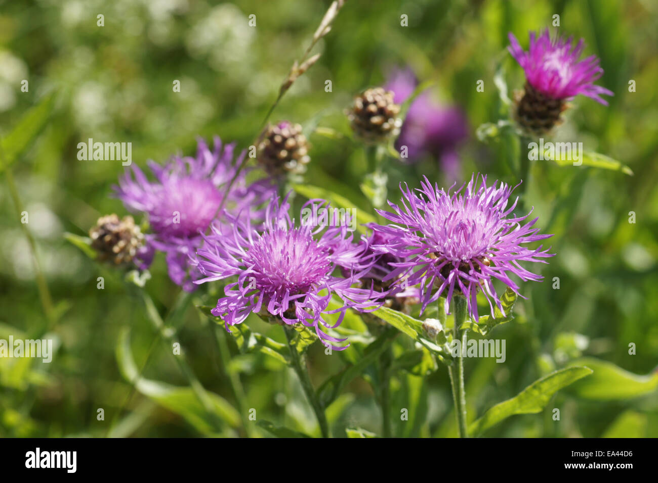 Brownray knapweeds hi-res stock photography and images - Alamy