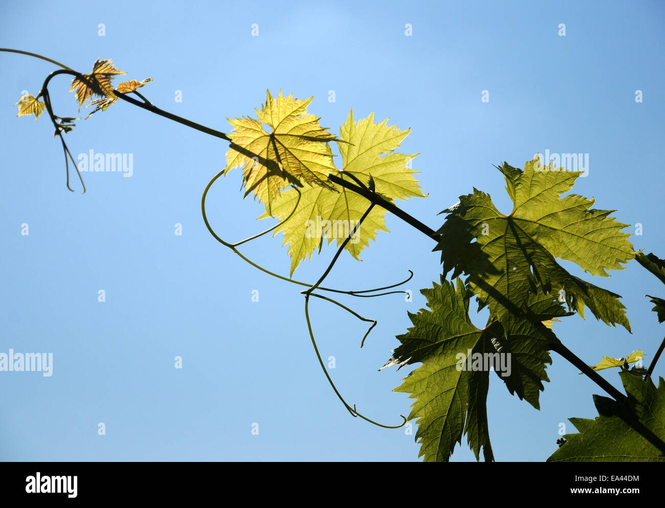 Sprout vine hi-res stock photography and images - Alamy