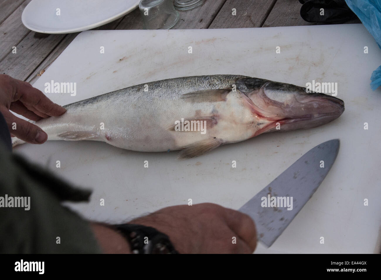 Fish cleaning industry hi-res stock photography and images - Alamy