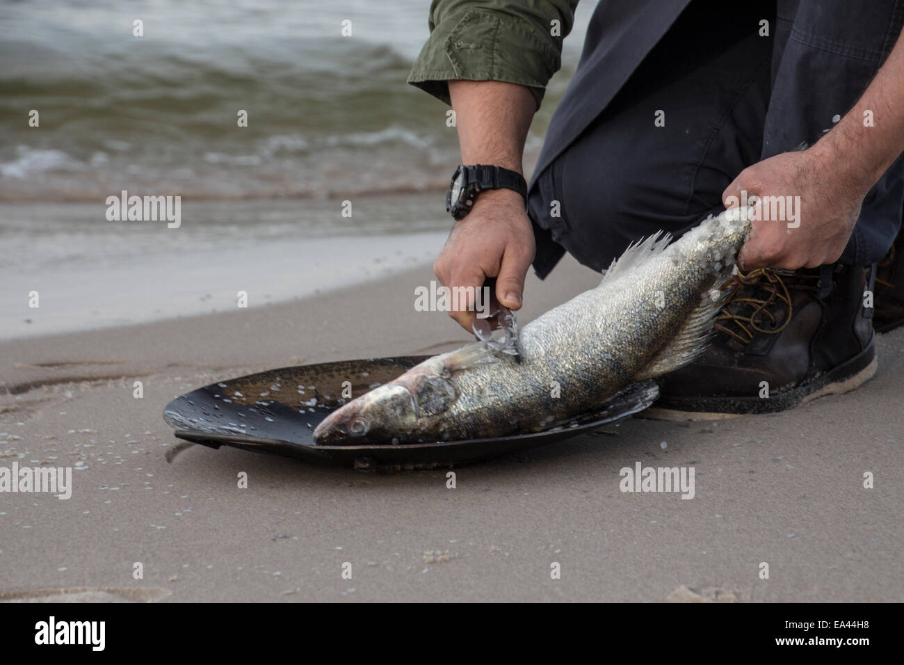 cleaning and preparing fish on beach Stock Photo - Alamy