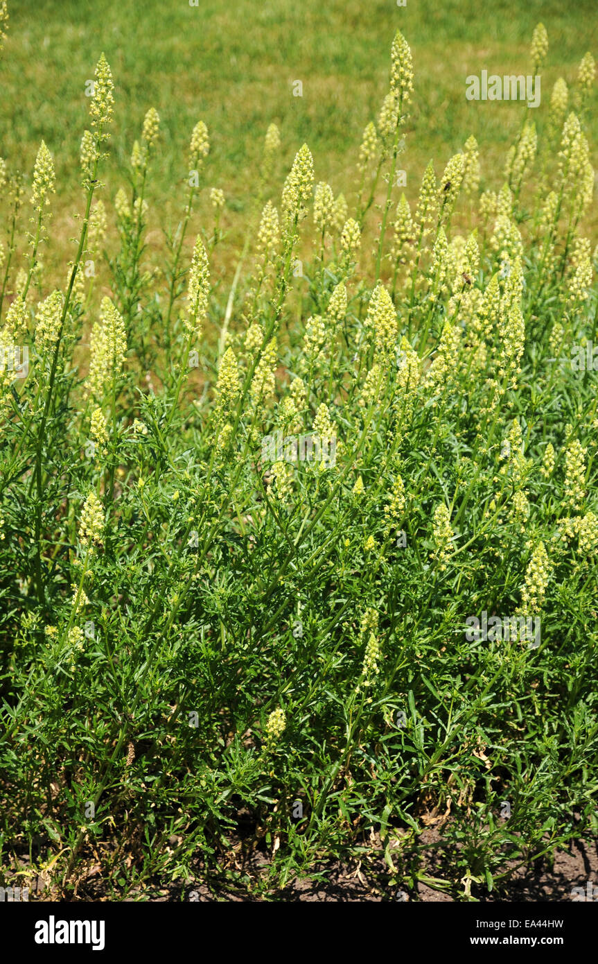 Yellow wau hi-res stock photography and images - Alamy