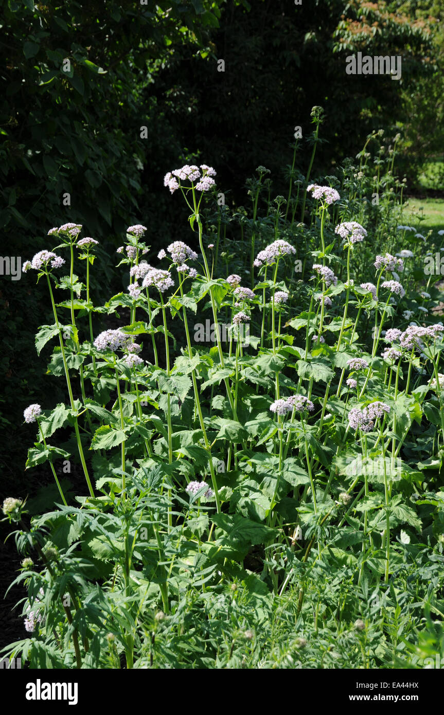 Valeriana officinalis garten baldrian hi-res stock photography and ...