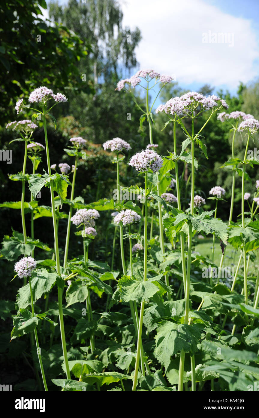 Pyrenaenbaldrian hi-res stock photography and images - Alamy